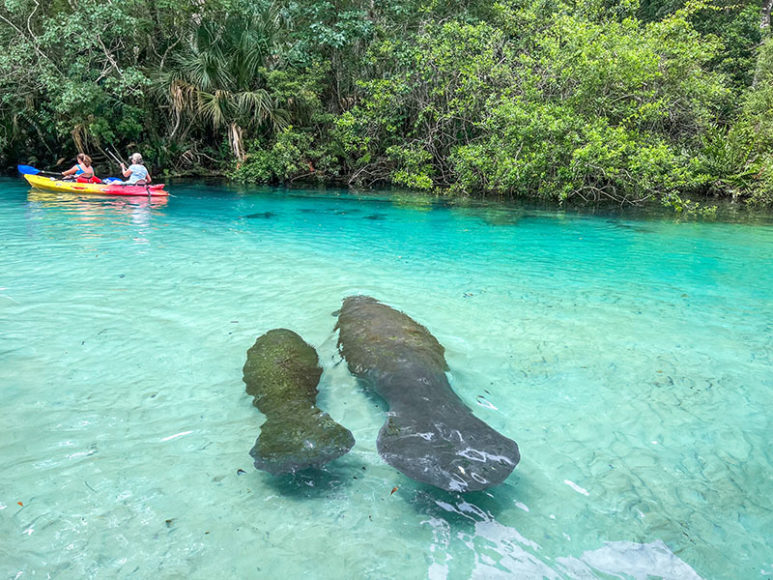 Weeki Wachee Florida: saiba tudo dessa nascente